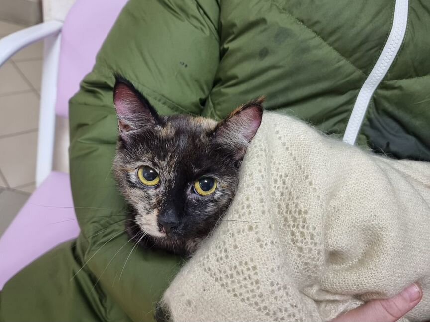 Молоденькая кошка ищет семью