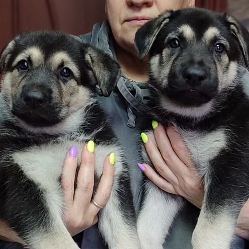 Щенки вео от рабочих родителей