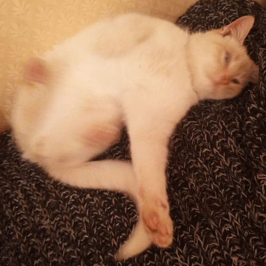 Белый котенок