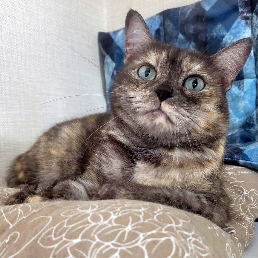 Нежная и ласковая Полли кошка в дар