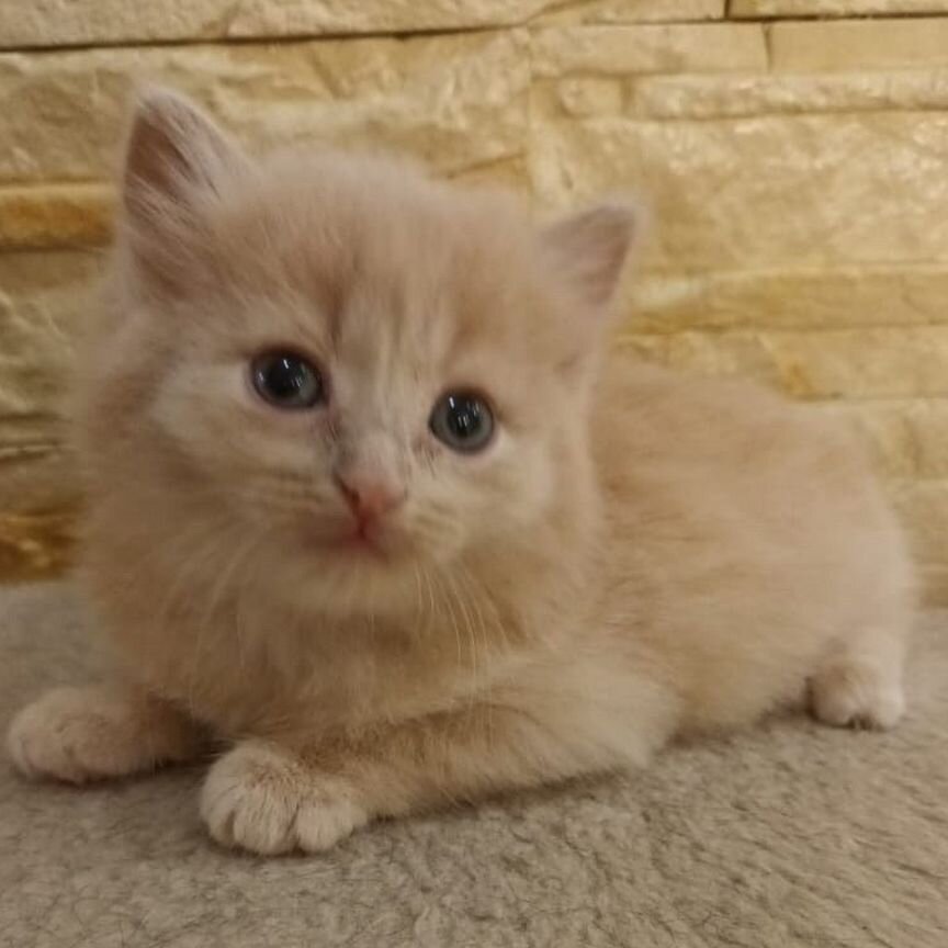 Котенок мальчик в добрые руки