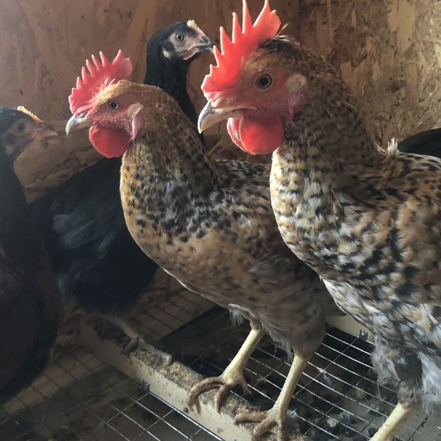 Молодые петушки Доминанты