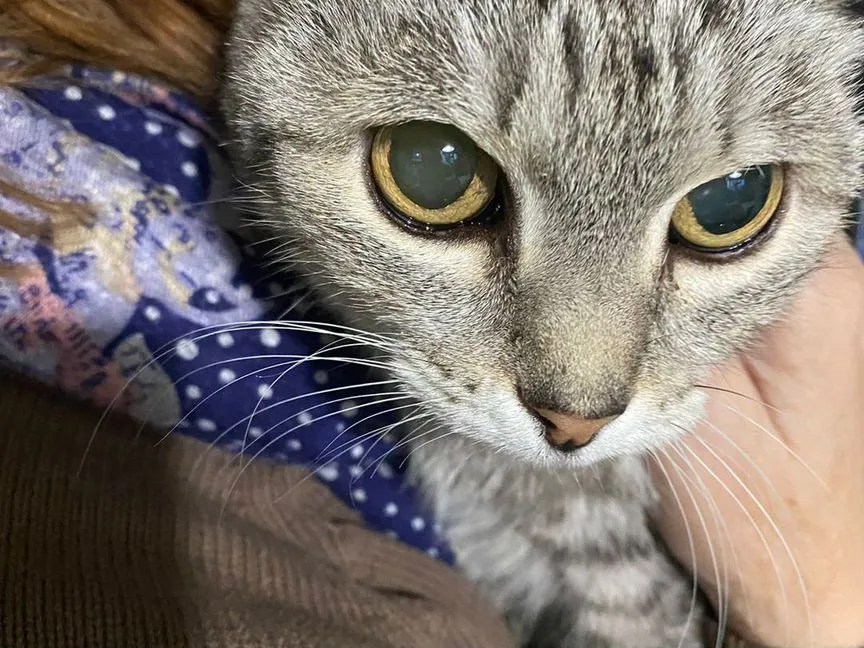 Котики остались без хозяйки