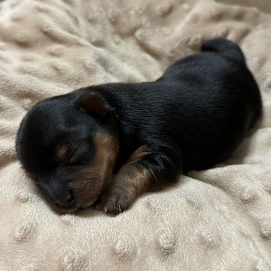 Щенок йорк мальчик