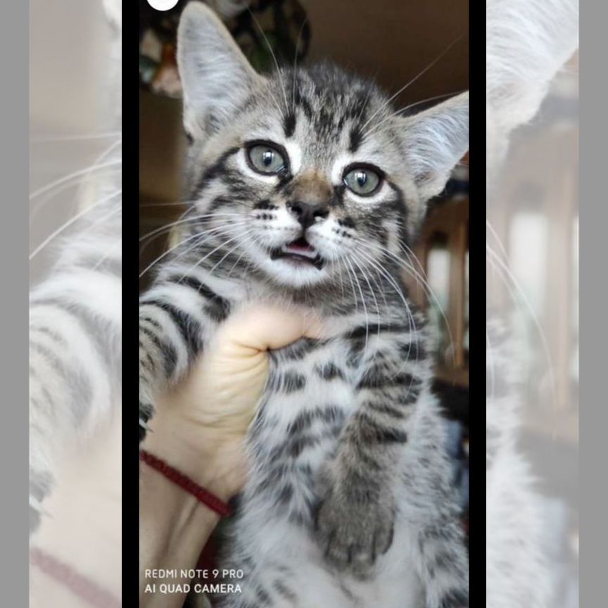 Котёнок мальчик помесь с Тойгер мать