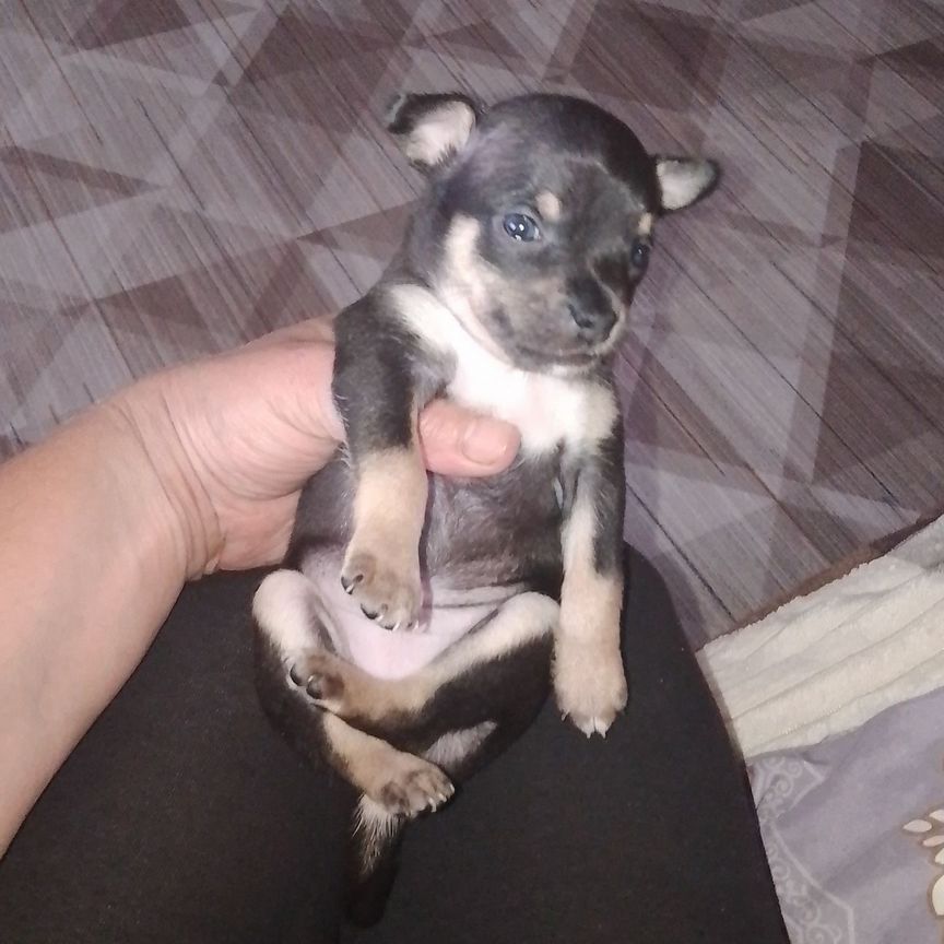 Русский той-терьер, щенок