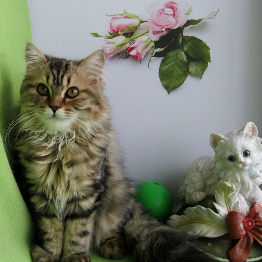 Чистокровный шотландский котенок мальчик с докумен