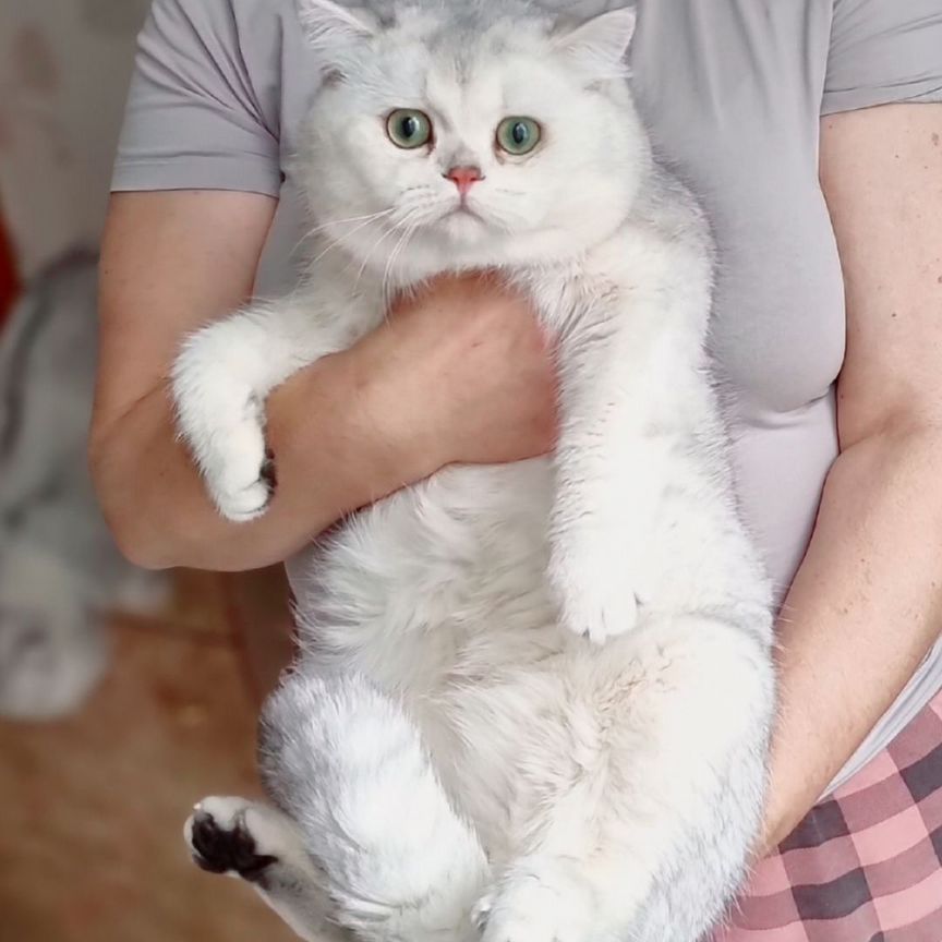 Плюшевый кот