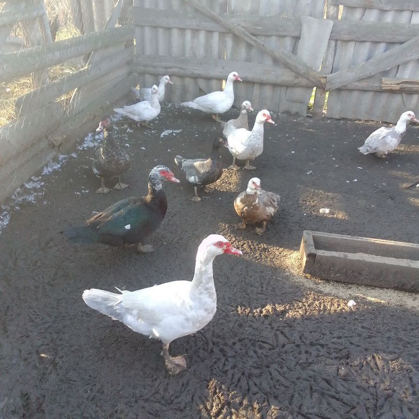 Мускусные утки