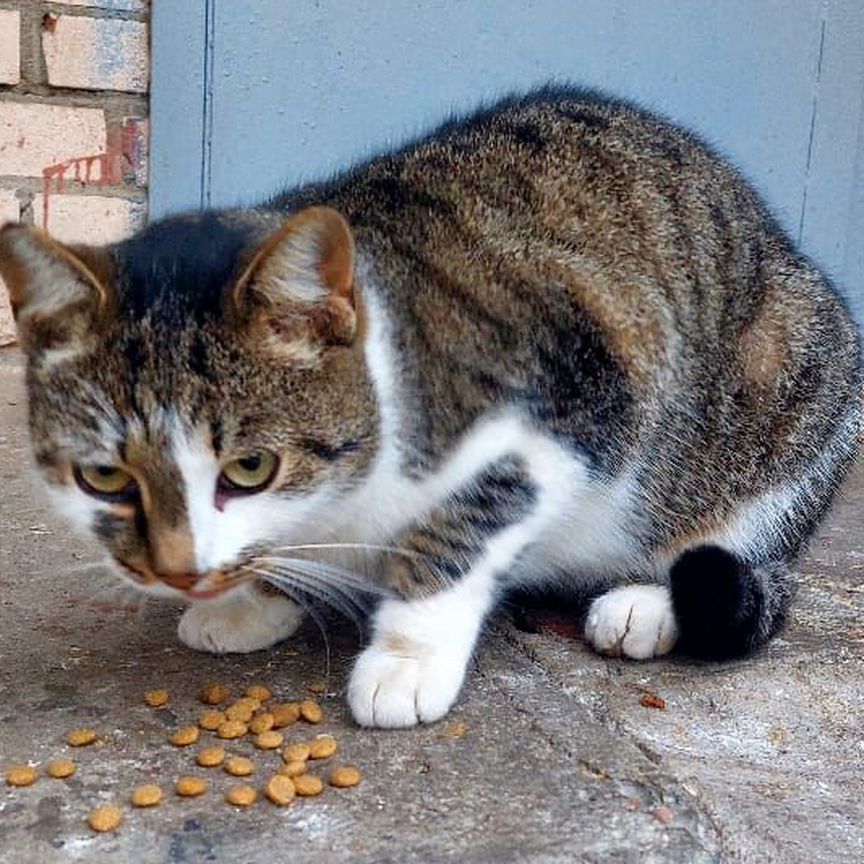 Взрослая кошка в добрые руки