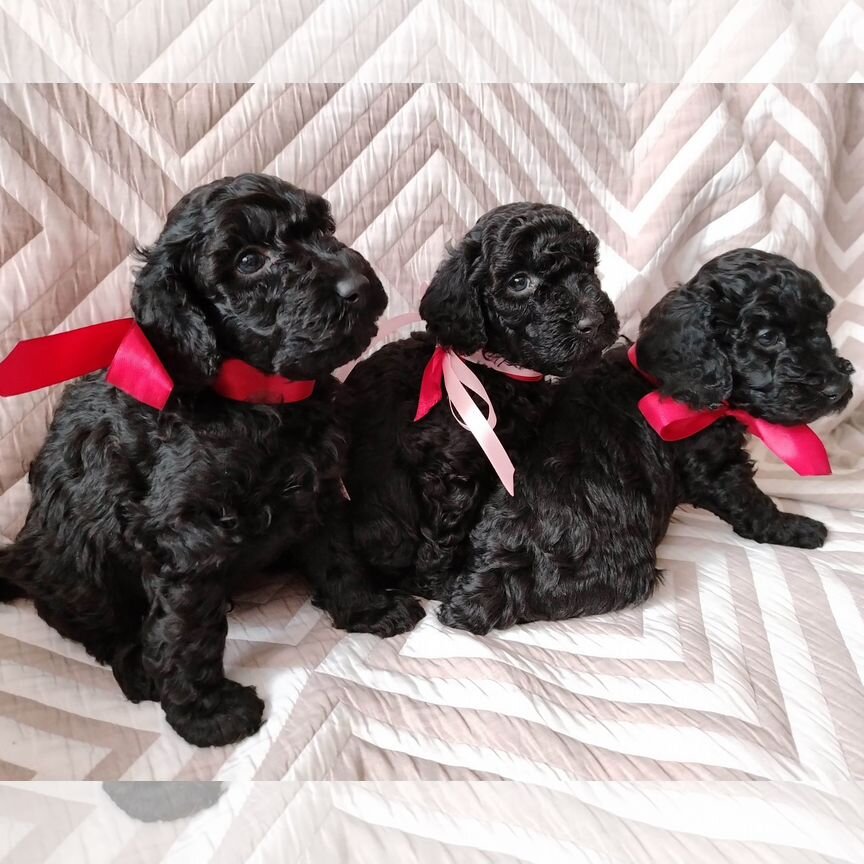 Пудель, щенок