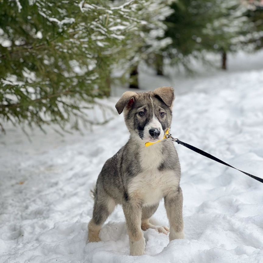 Щенок в добрые руки бесплатно
