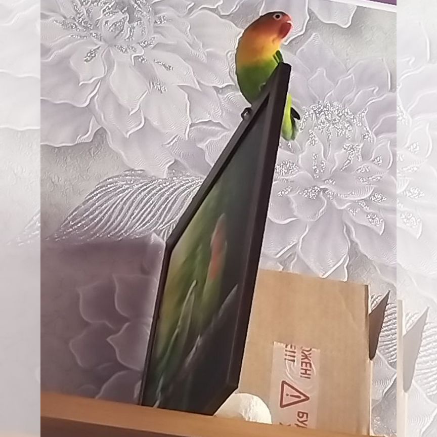 Попугай неразлучники с клеткой и корм