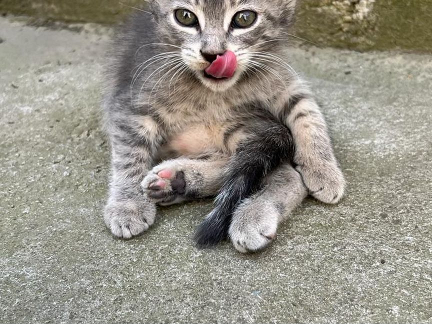 Отдам котят в добрые руки