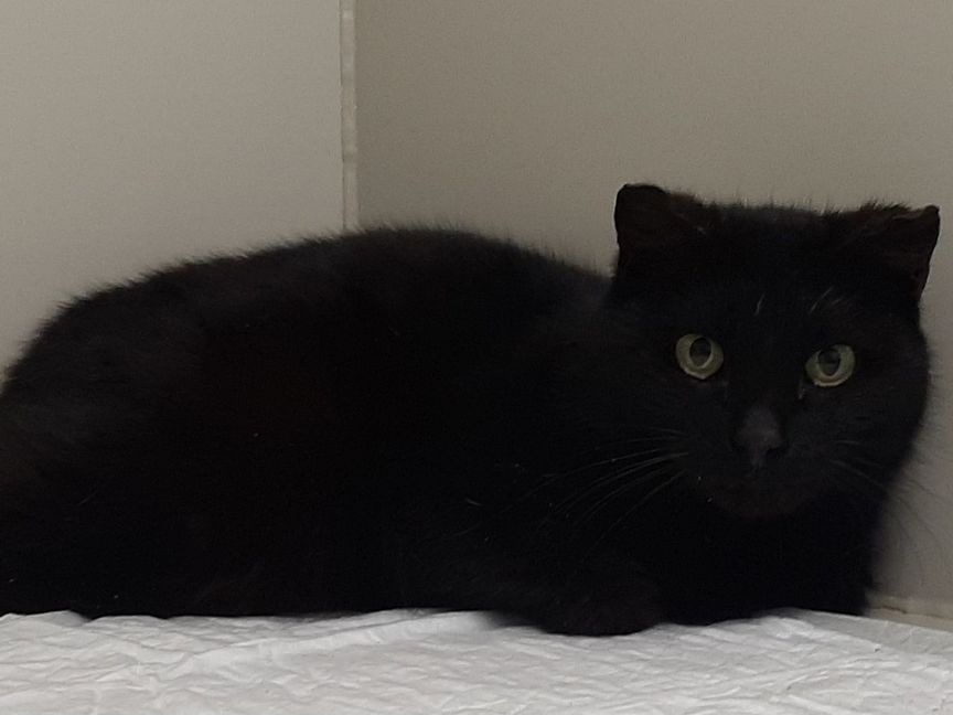 Бедная кошечка ищет дом