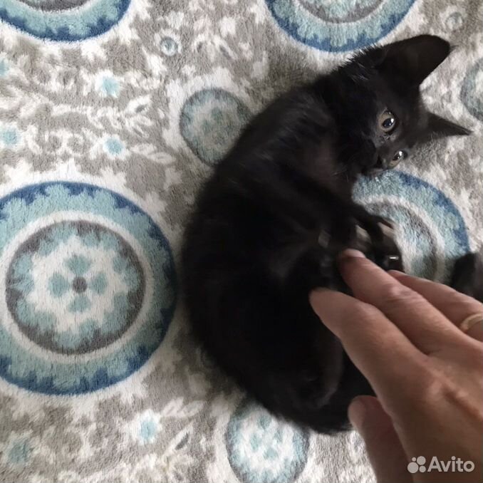 Котенок Гриша