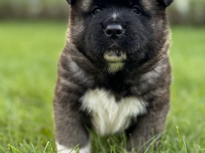 Щенки американской акиты