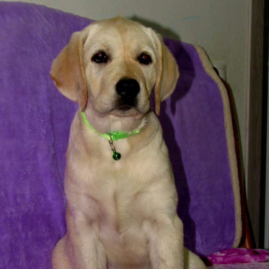 Щенки лабрадора палевые