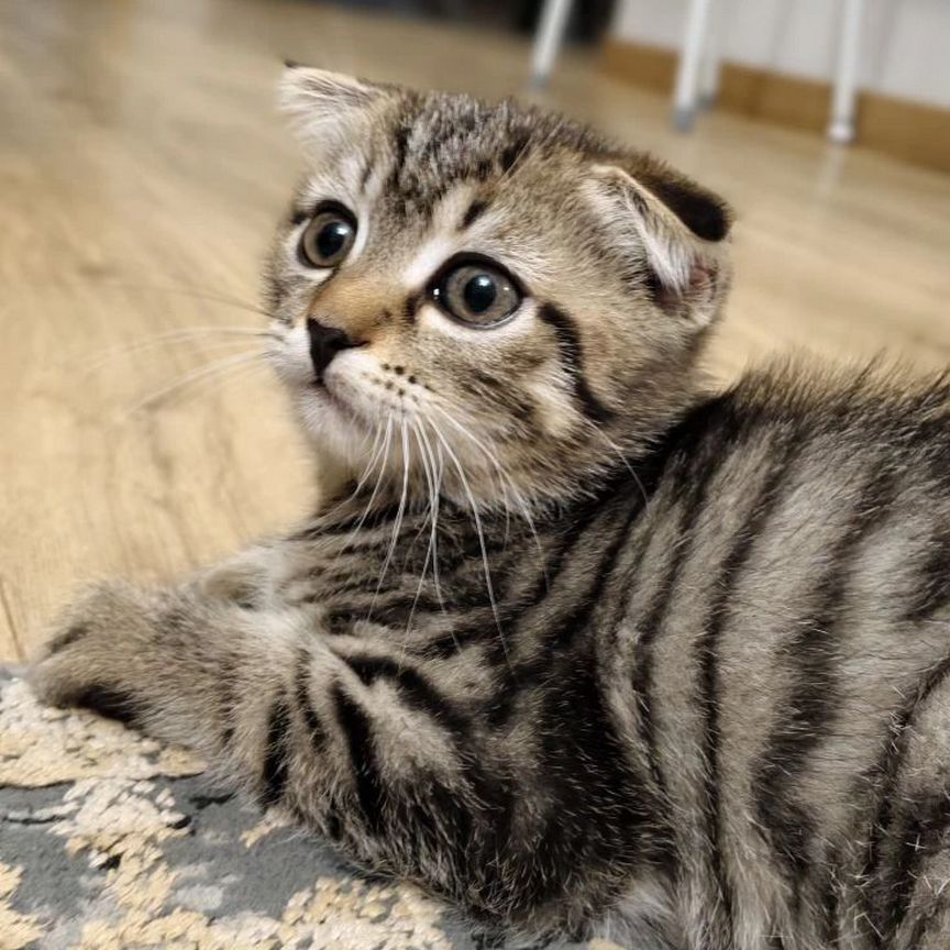 Котёнок от частного владельца