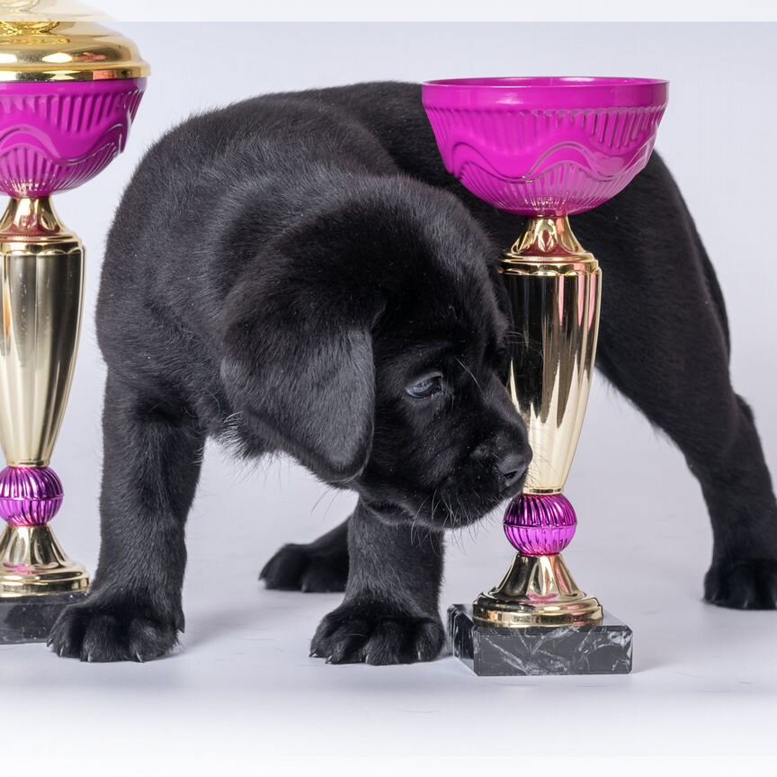 Лабрадор-ретривер, щенок