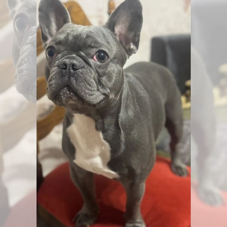 Французский бульдог, вязка