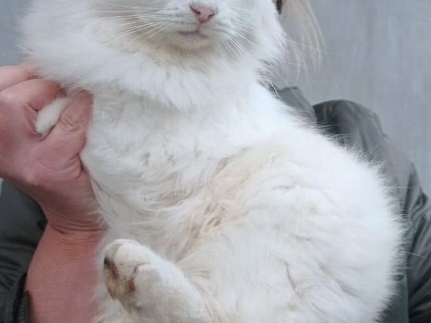 Кошечка Нюша