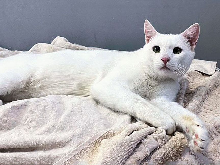 Белоснежный ангелочек,молодой котик Антон ищет дом