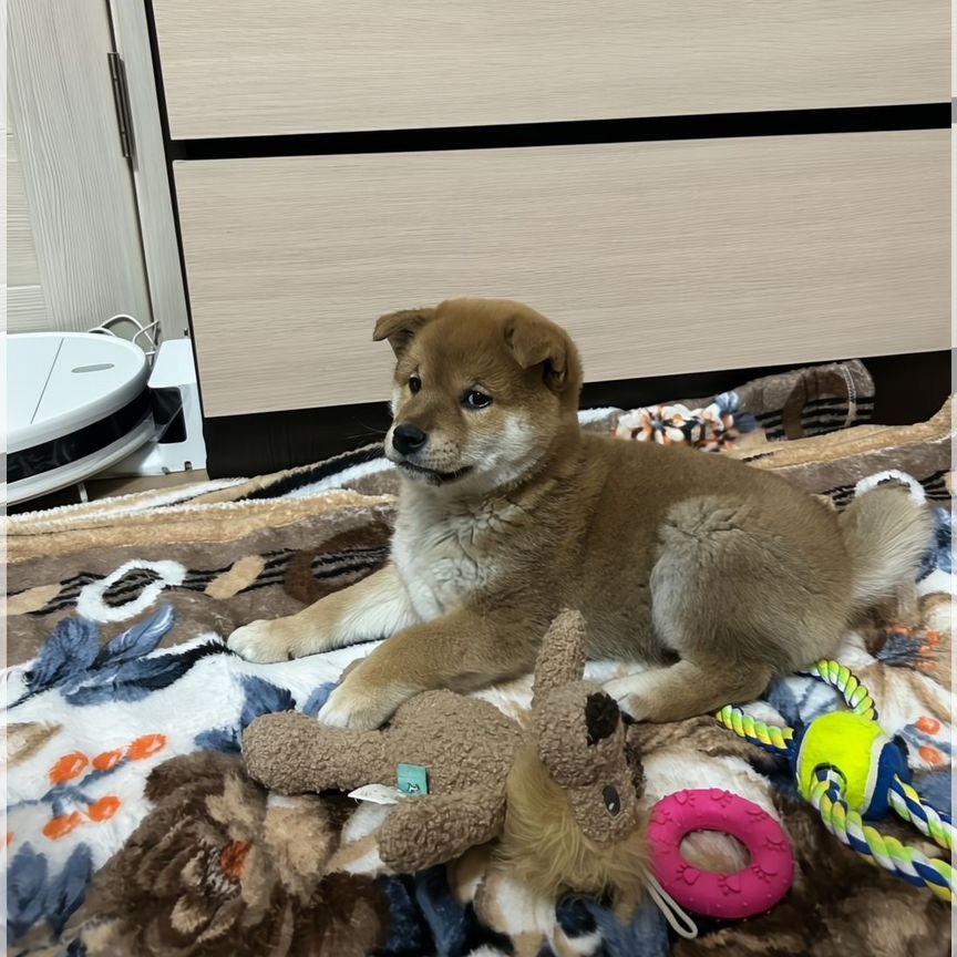 Сиба-ину, щенок