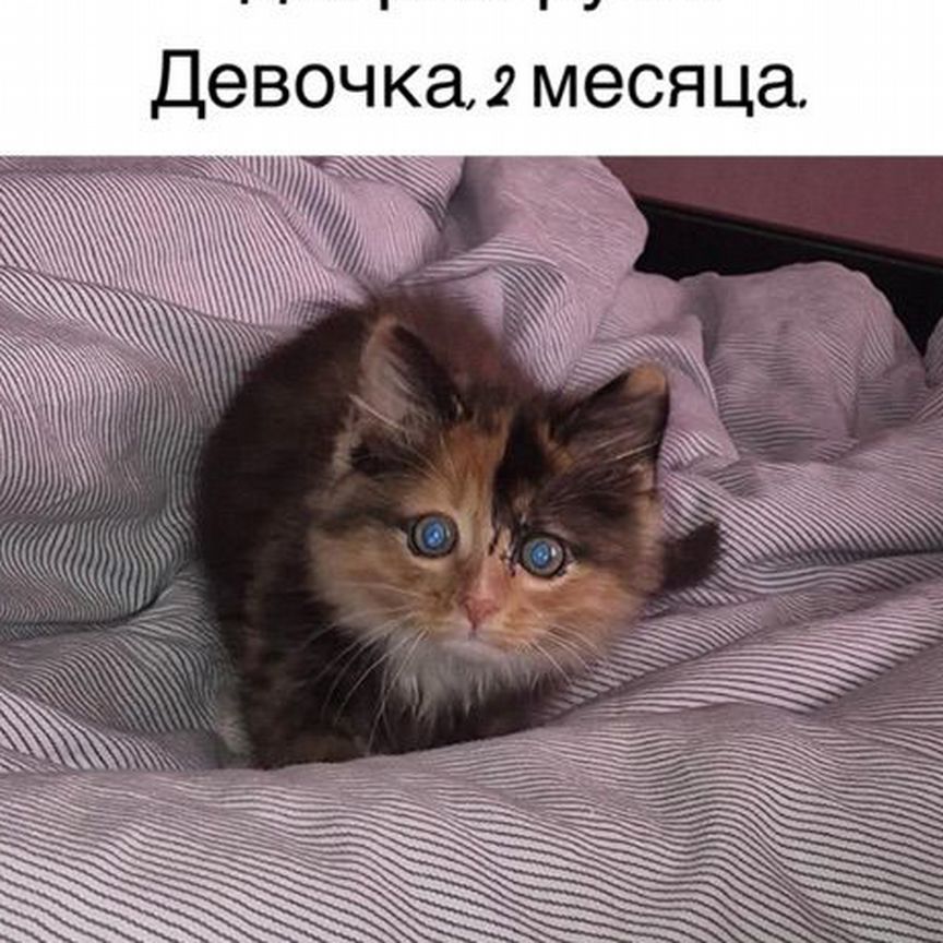 Животные в добрые руки кошки