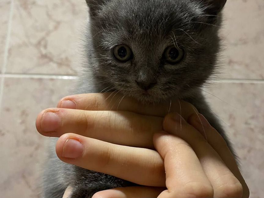 Британские котята