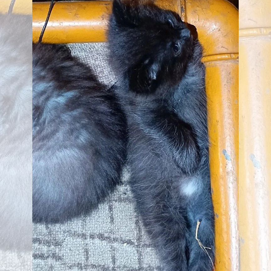 Отдам котёнка