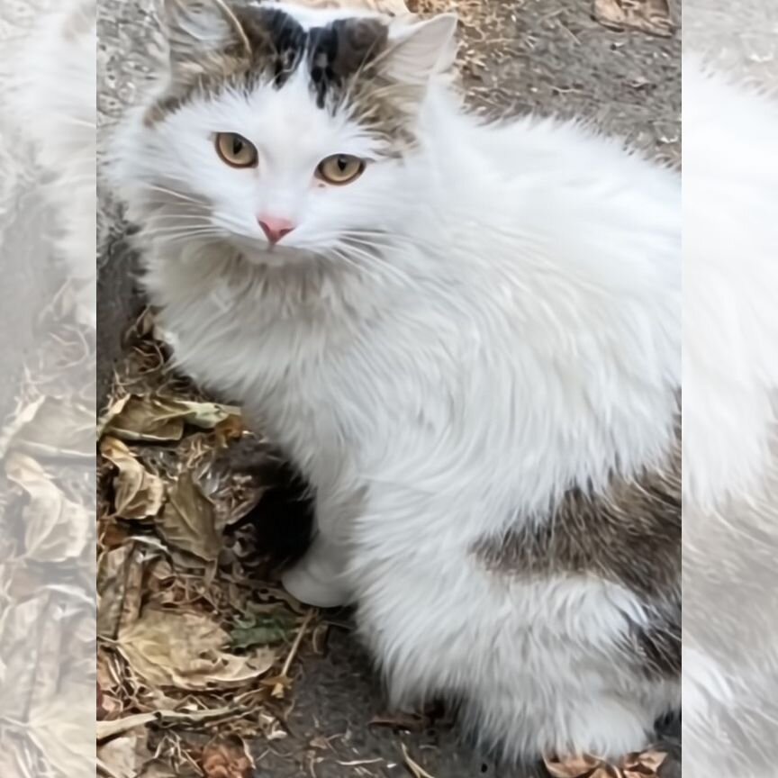 Взрослая кошка в добрые руки