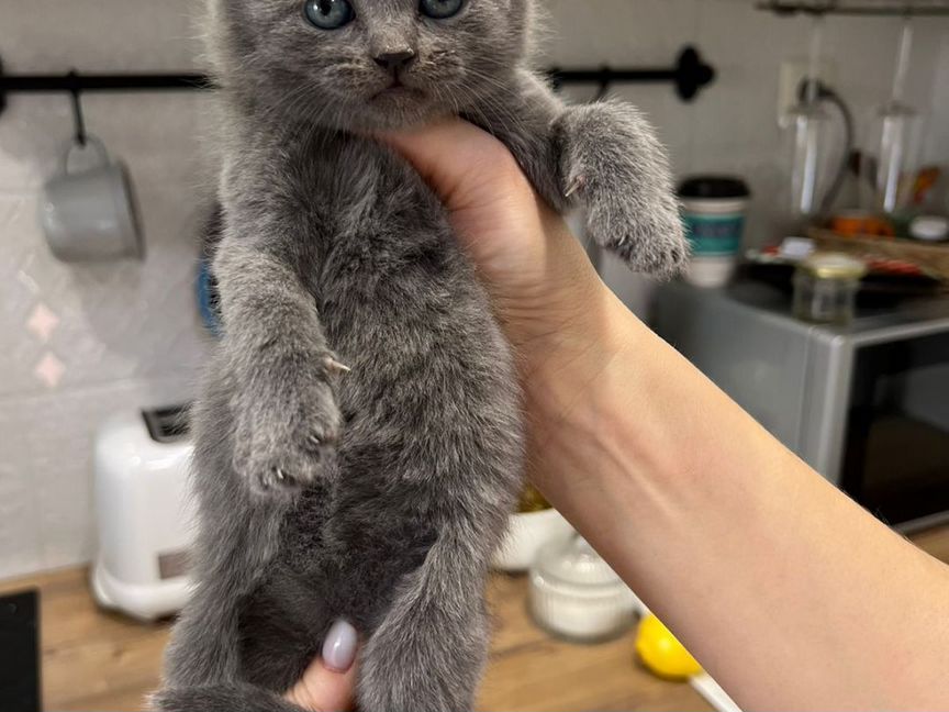 Мальчик в добрые руки