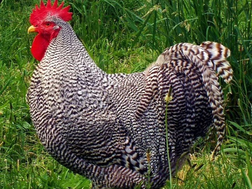 Петух Гриз Бар