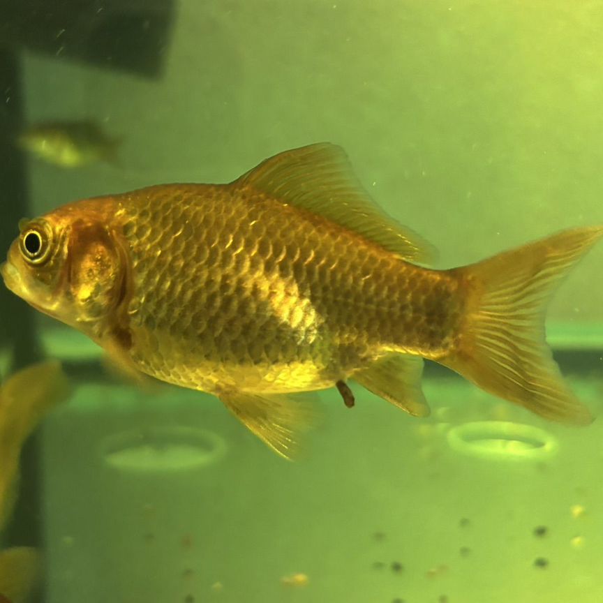 Золотые рыбки