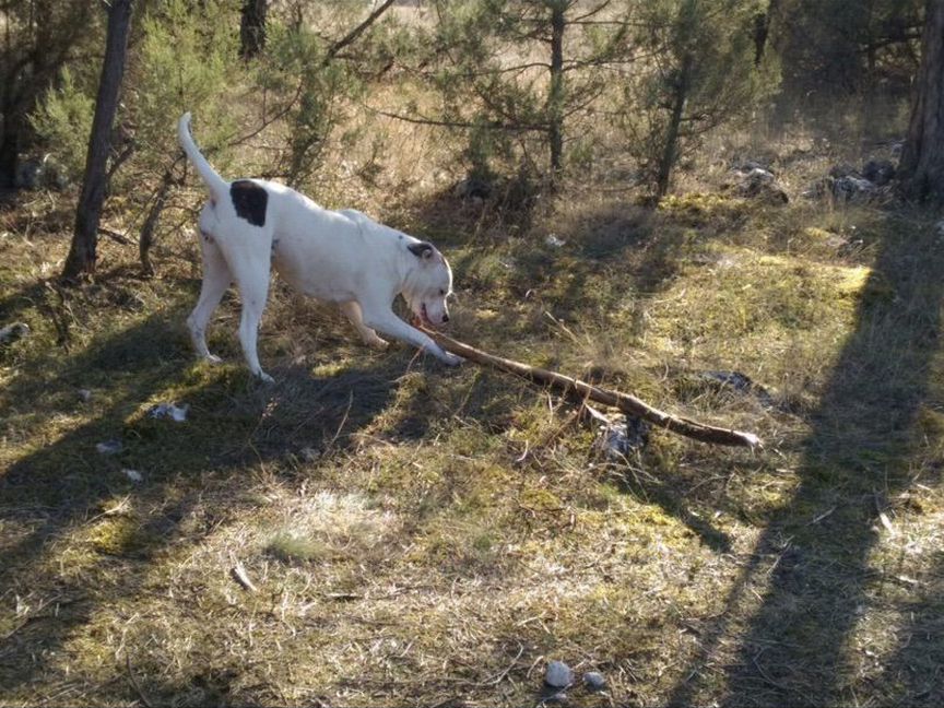 Щенки Американского бульдога