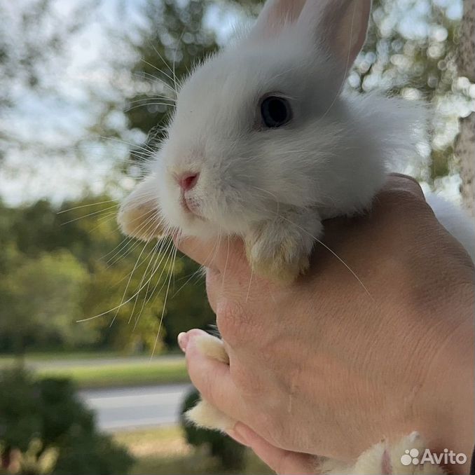 Декоративный белый голубоглазый кролик