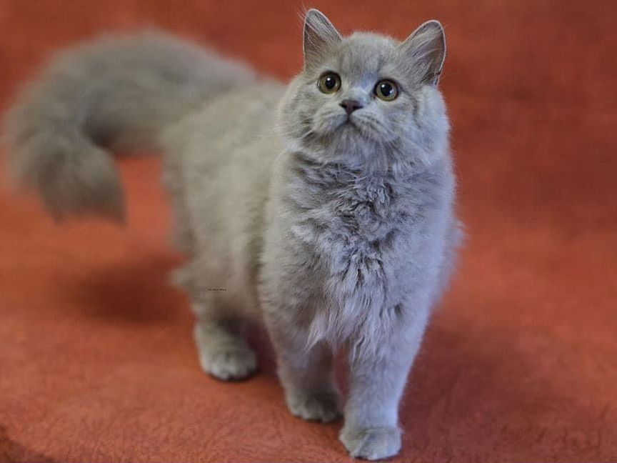 Лиловый котик