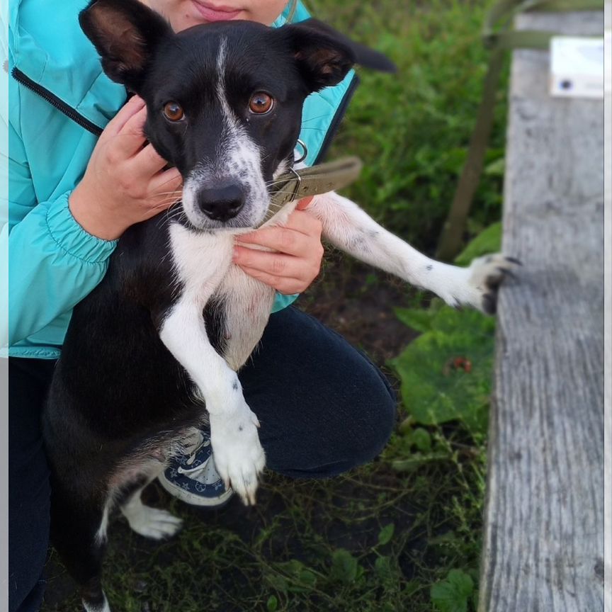 Взрослая собака в добрые руки