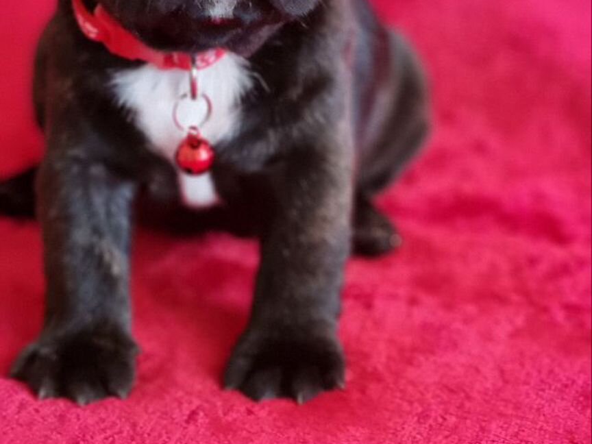 Французские булочки