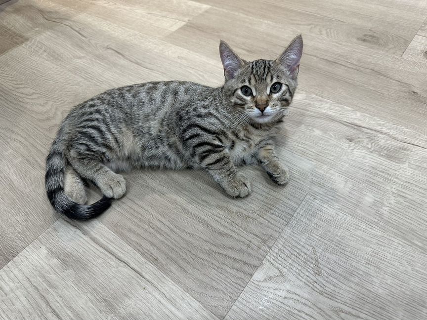 Котенок в добрые руки