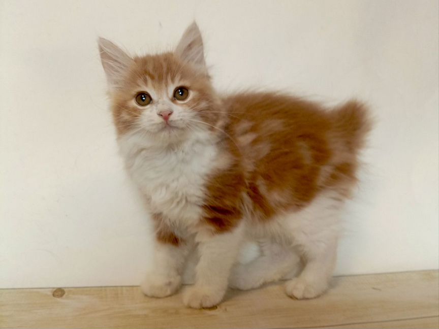 Кошечка курильский бобтейл