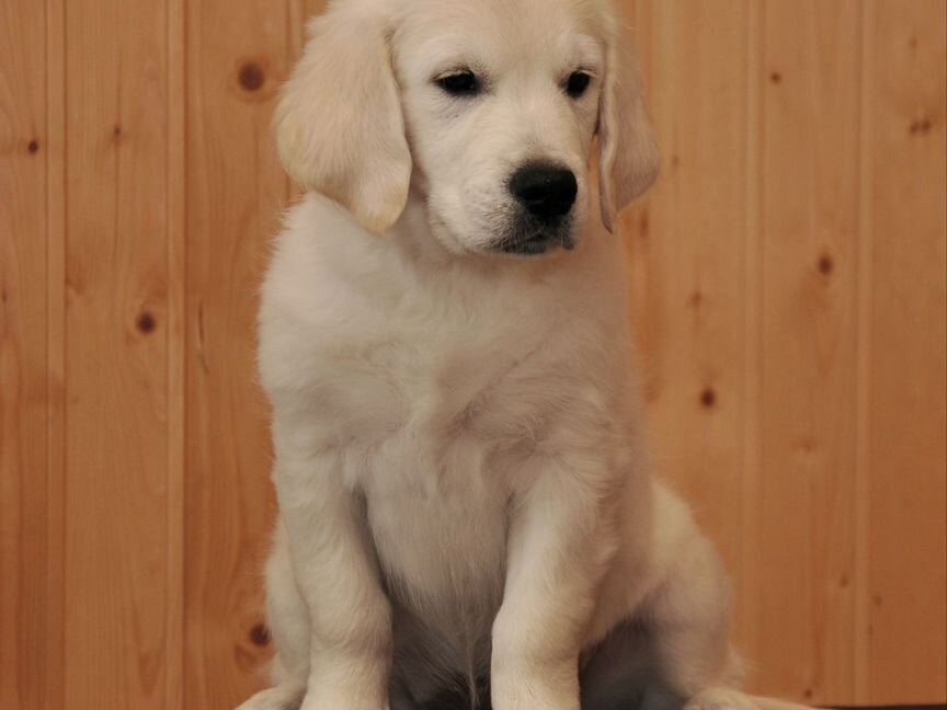 Золотистый ретривер, девочка 2,5 мес