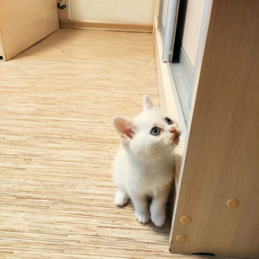 Отдам котенка породистого в добрые руки