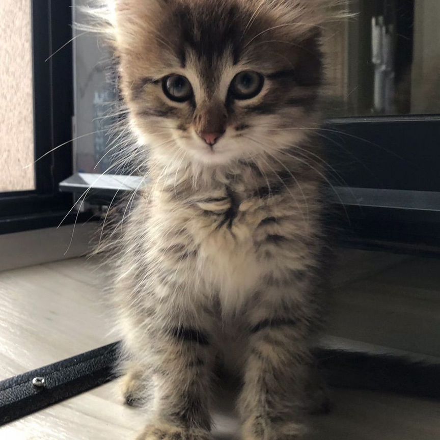 Котята