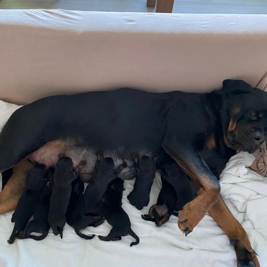 Щенки ротвейлера