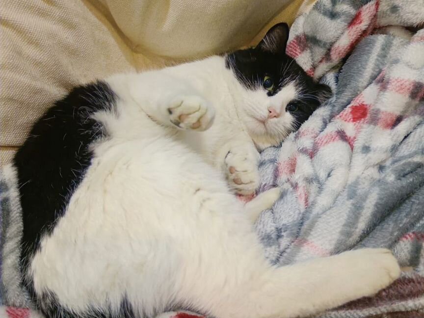 Котик в добрые руки