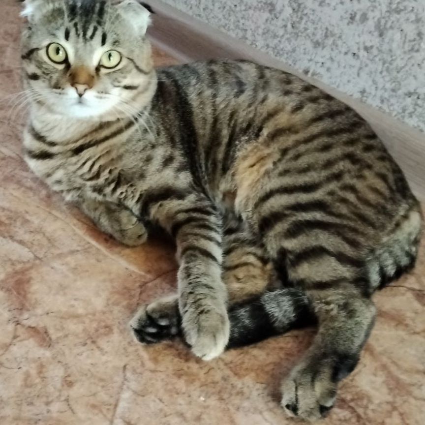 Шотландский вислоухий длинношёрстный котёнок