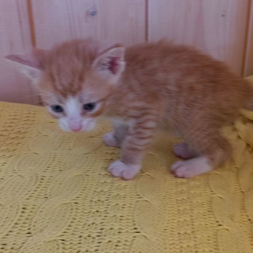 Рыжий котенок мальчик
