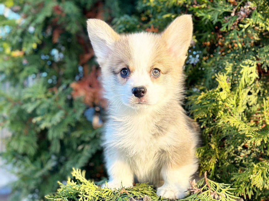 Велыш корги